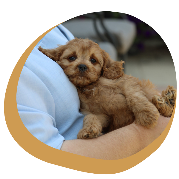 Cavapoo Puppies at Wildwood Doodles - Apply Today - WildWood Doodles - Pick the Poodle Cross ...